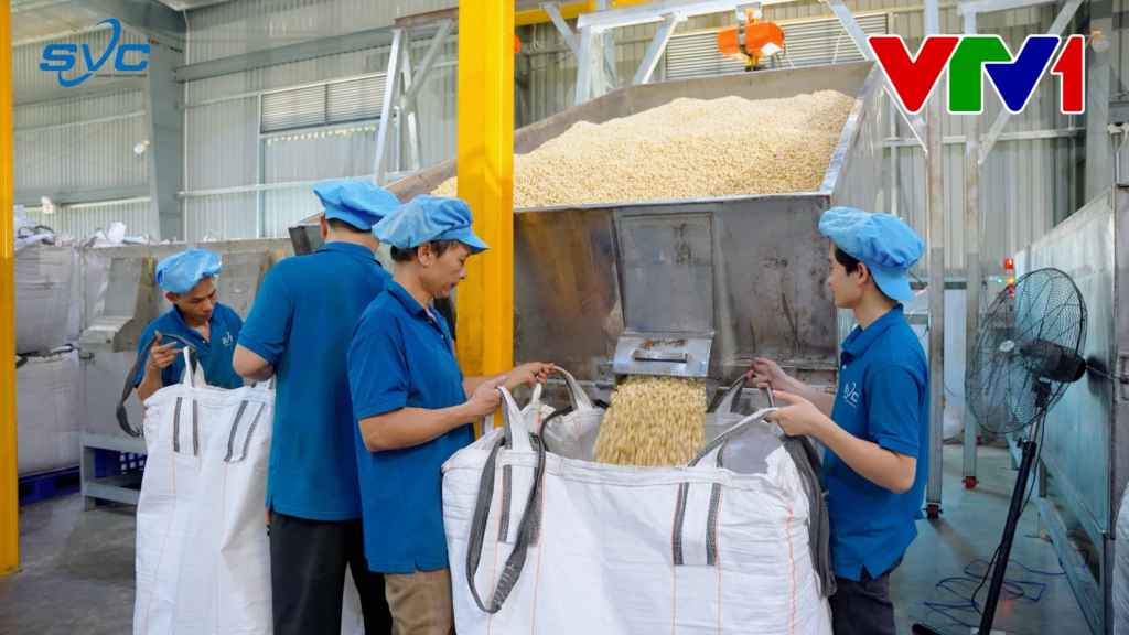 SVC Cashew Factory Is VTV1's Broadcast On June 09th. | SVC Group