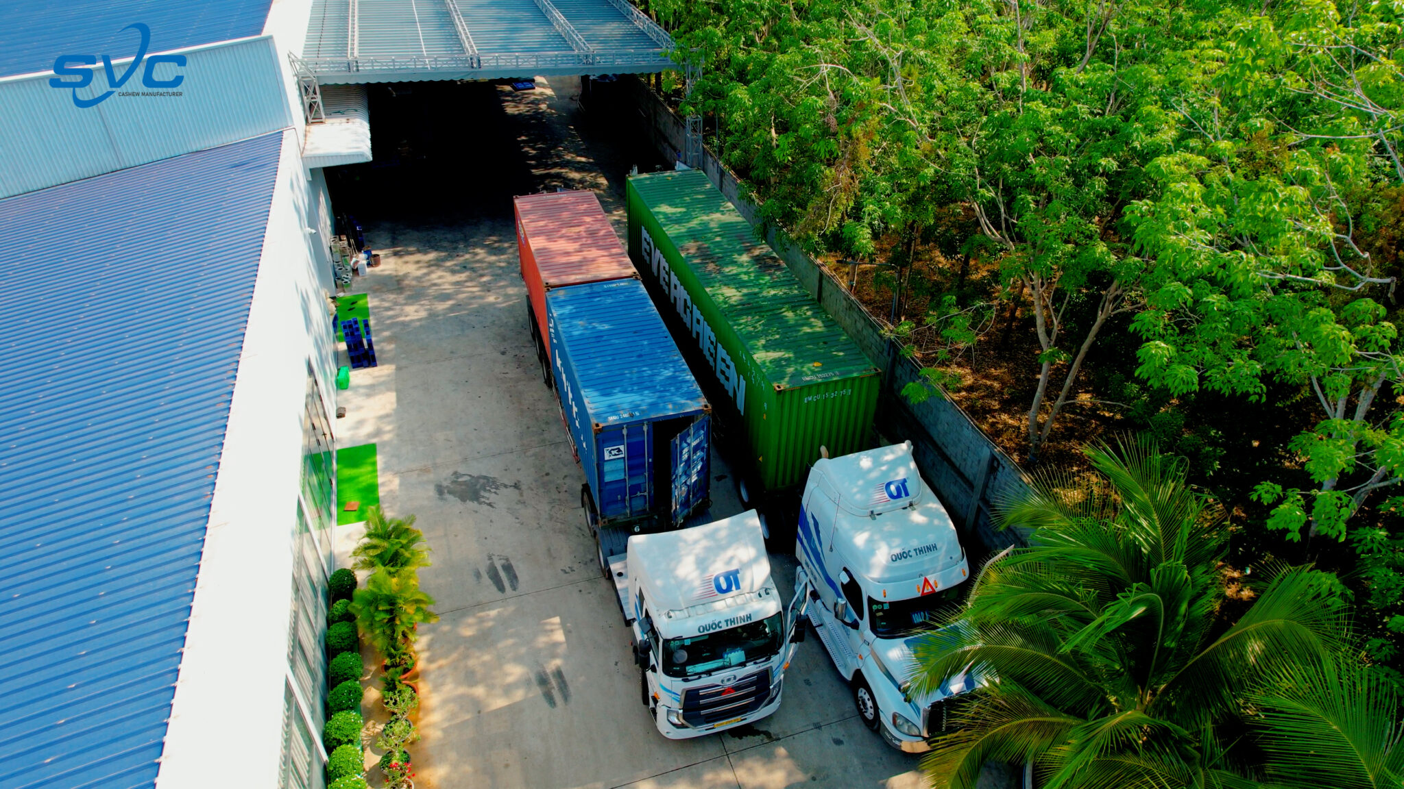 SVC Cashew: Strong Production Scale, Exporting to 43 Countries | SVC Group