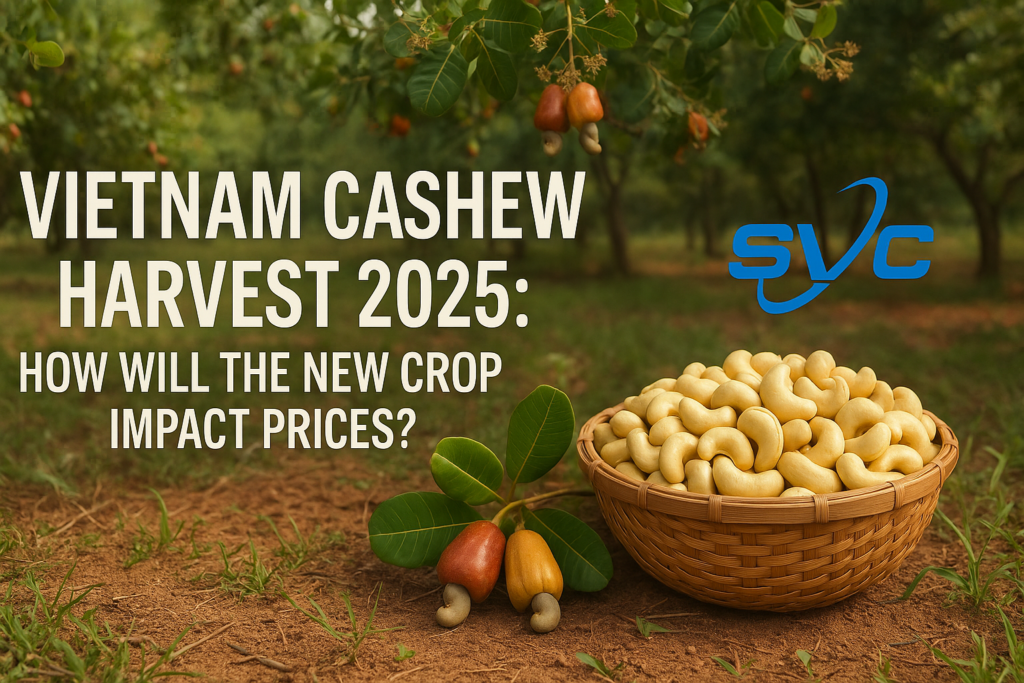 Vietnam Cashew Harvest 2025: How Will The New Crop Impact Prices? | SVC ...
