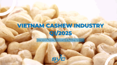 Cashew Market Report Q1/2025 – Trends & Forecast | SVC Group