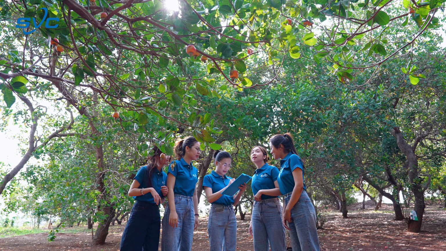 SVC Group | Top 10 Cashew BRC Packers