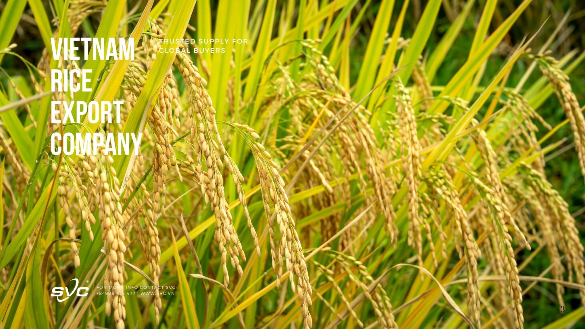 Vietnam Rice Export Company – Trusted Supply for Global Buyers | SVC Group