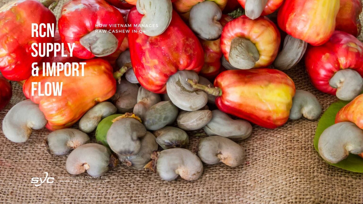RCN Supply & Import Flow: How Vietnam Manages Raw Cashew In Q4 | SVC Group